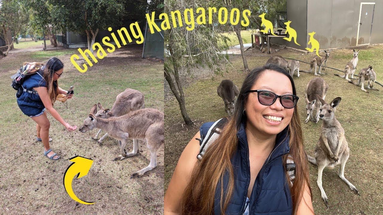Chasing Kangaroos 🦘🦘🦘 #asmr - YouTube