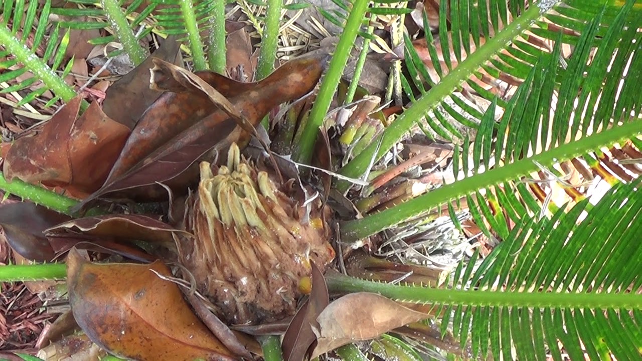White scale on sago palm.Click link below to buy - YouTube