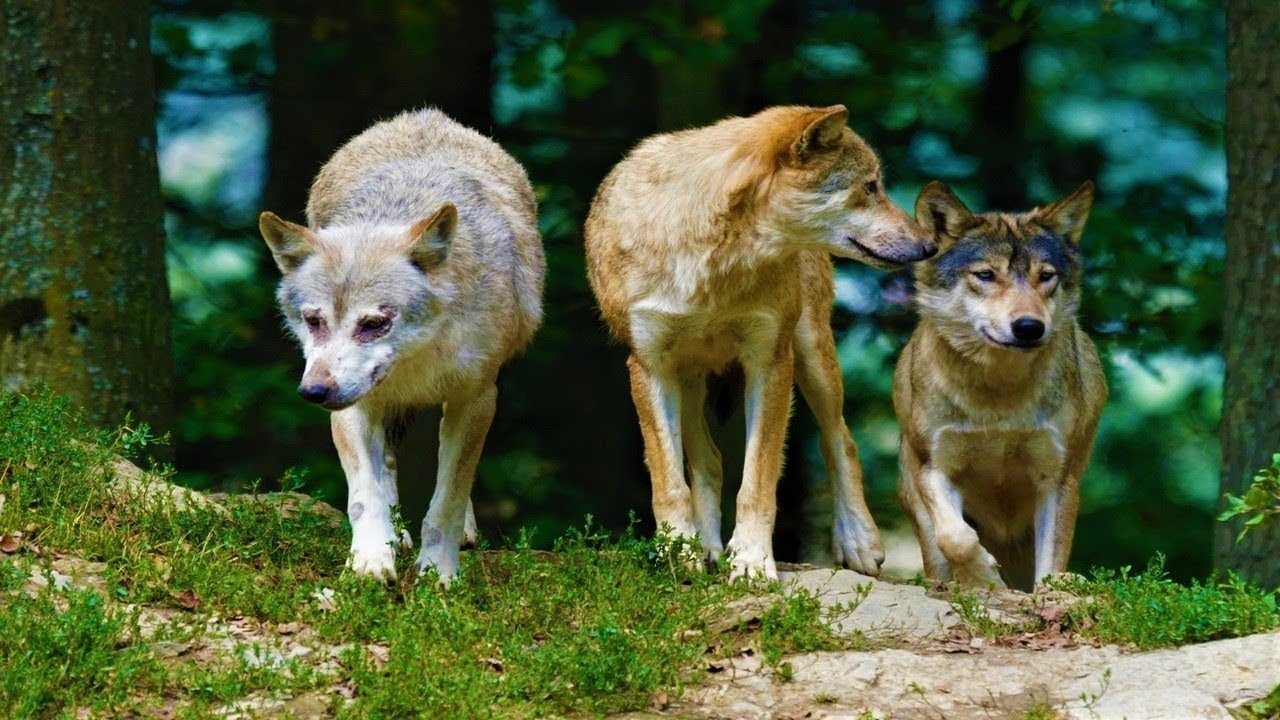 🐺🐺🌙 WOLF PACK HOWLING 8 Hours - Wind sound scream wolfdog yelling ...