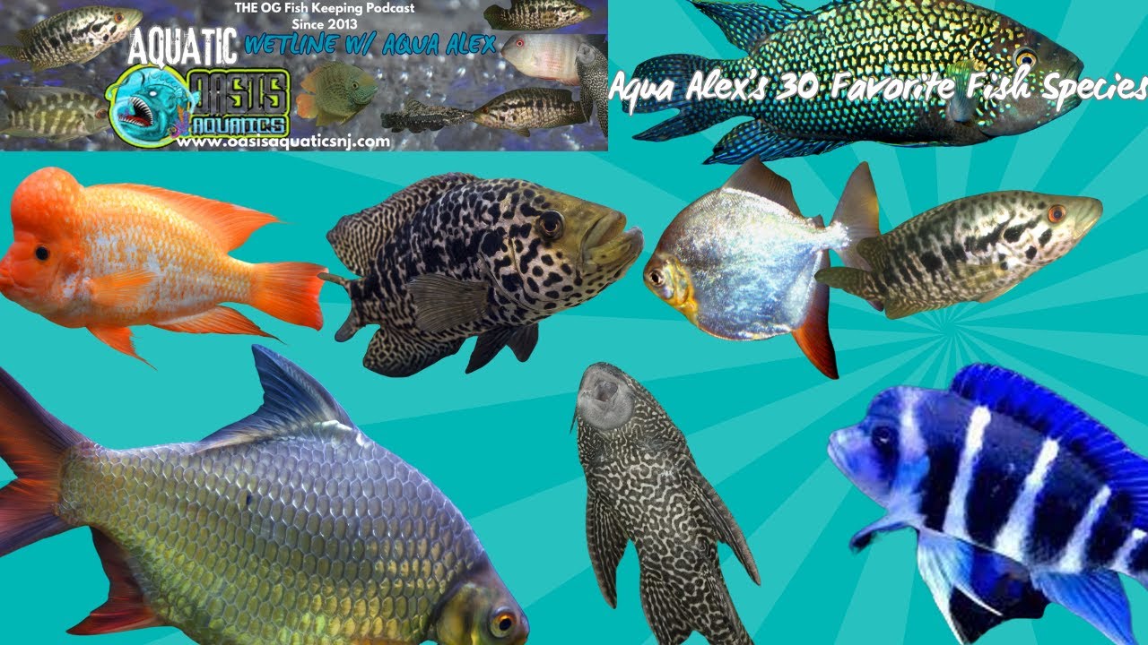 Descripción Descargar Aqua Fish