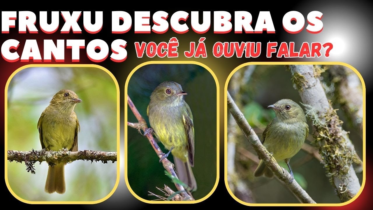 VOCÊ já OUVIU FALAR do FRUXU DESCUBRA os CANTOS INCRÍVEIS das AVES do ...