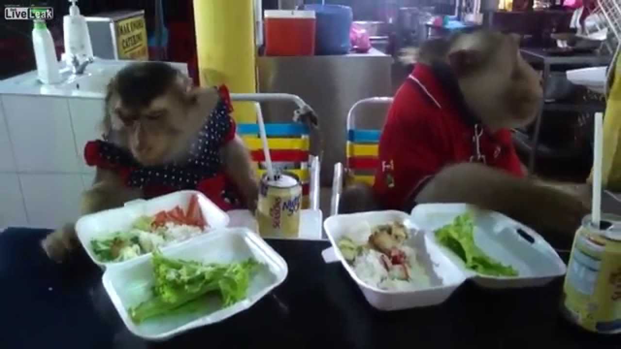 Sneaky monkey very funny - YouTube