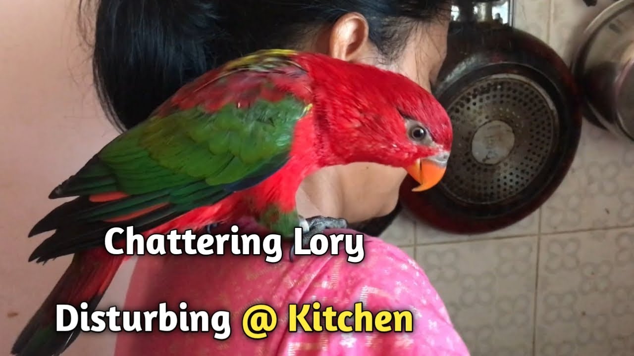 Chattering Lory disturbing during Dish Wash - YouTube