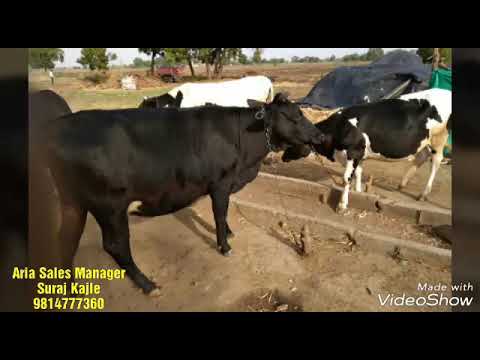 Tiwana cattle feed in maharastra - YouTube