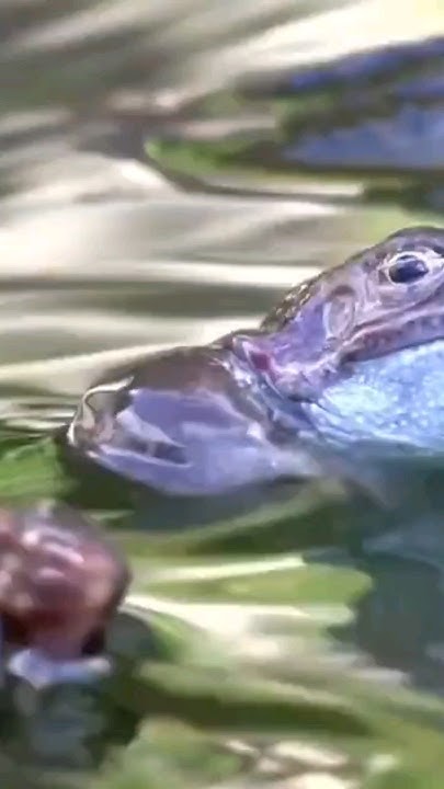 How Far Can Frogs Jump? #frog #animals #nature - YouTube