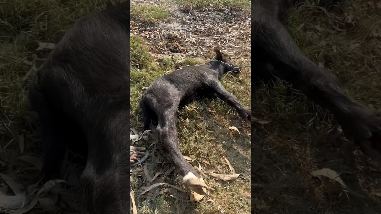 Tetanus in calf | Treatment of tetanus | Symptoms of tetanus | vet ...