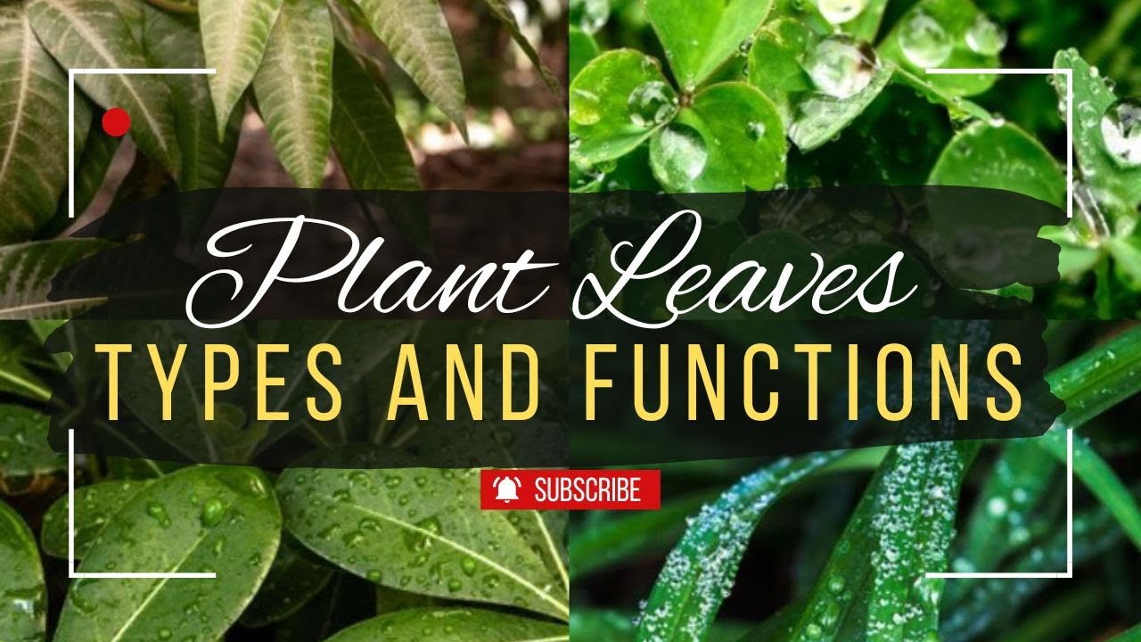 Plant Leaves Types & Functions| Simple, compound, Spines, Tendrils ...