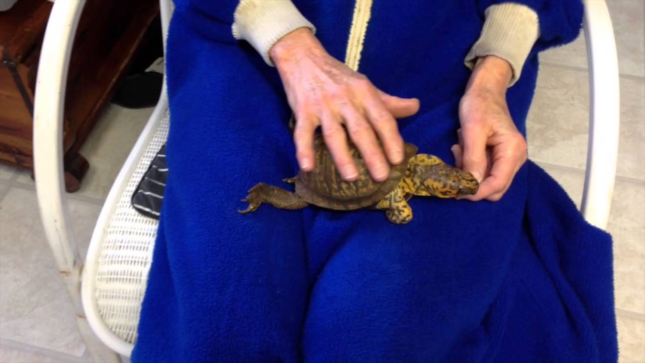 Sparky Jayy Asked Should I Hold My Turtle Box Turtle Care YouTube sparky-jayy-asked-should-i-hold-my-turtle-box-turtle-care-youtube