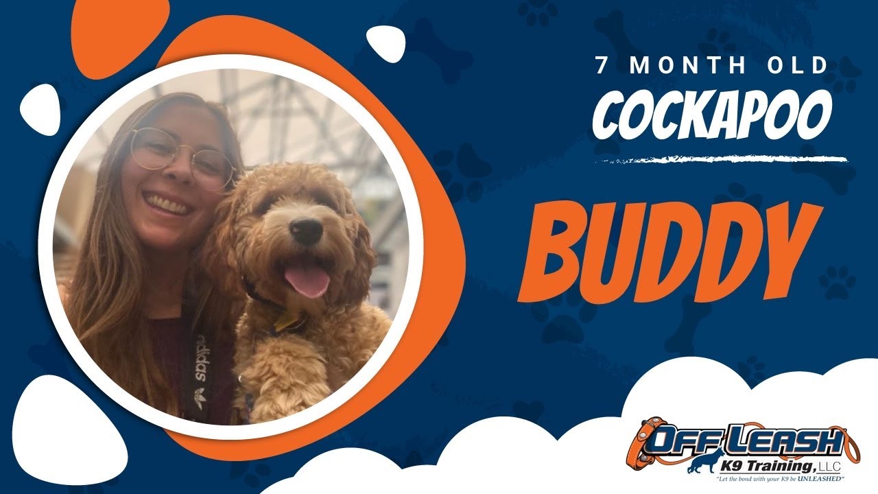 7 Month Old Cockapoo | Best Cockapoo Training | Off Leash K9 | Board ...