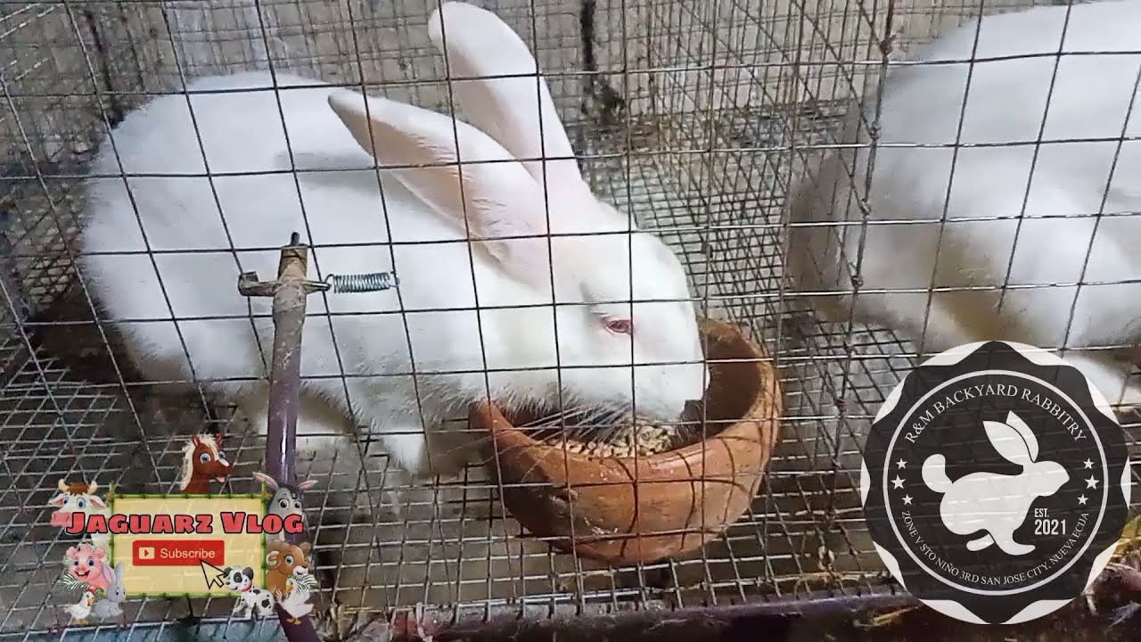 RABBIT FARMING - R&M BACKYARD RABBITRY | San Jose City N.E - YouTube