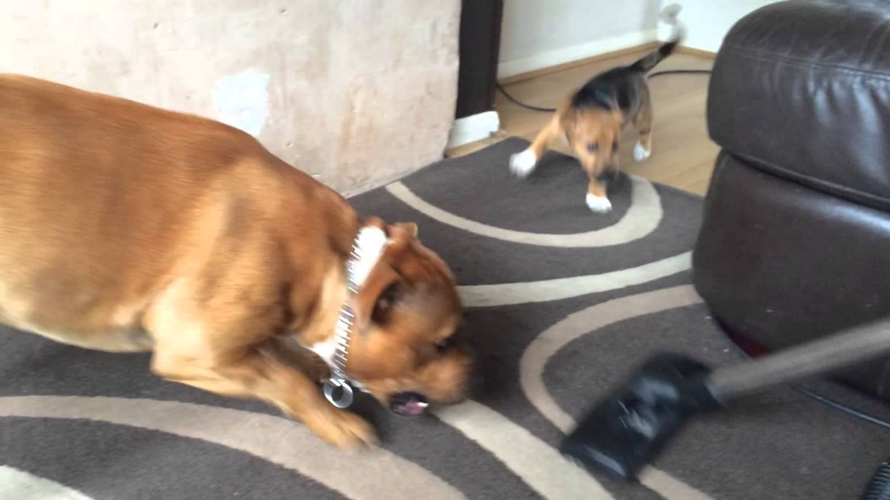 I See My Staffordshire Bull Terrier & Jack Russell Attack Henry - YouTube