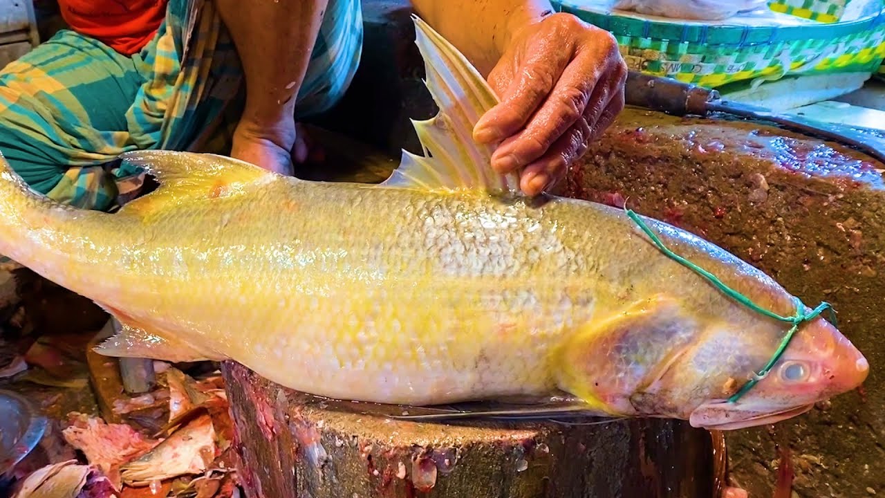 Most Popular and Expensive Indian Salmon (Lakkha) Fish Cutting Live In ...