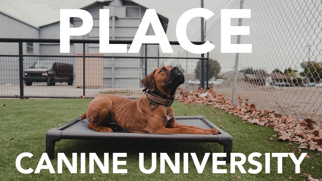Teach Your Dog Place - The Canine University - YouTube