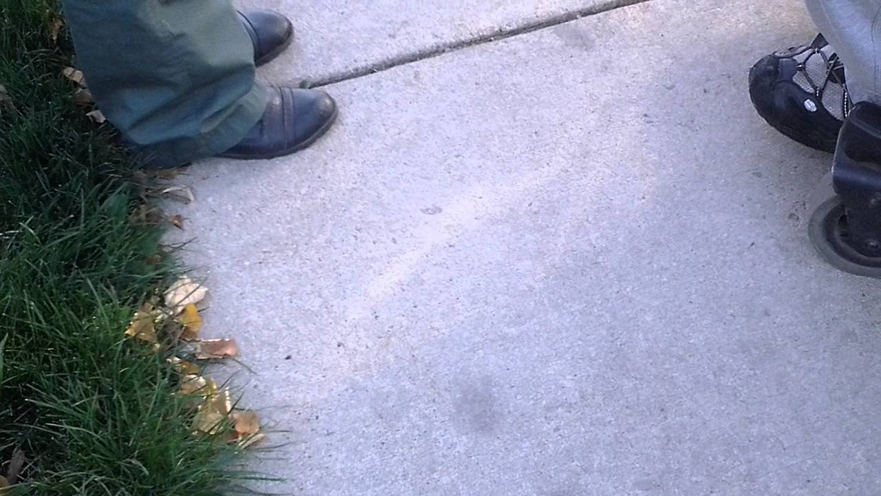 Animal control dictators - YouTube