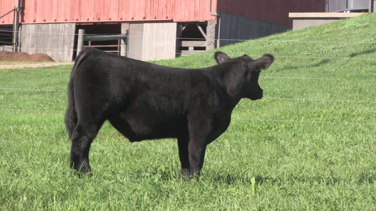 WISE CATTLE TAG 623 - YouTube