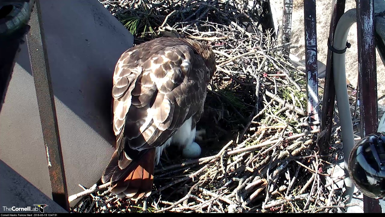 Big Red Lays Second Egg On Red-tailed Hawk Cam – Mar 19, 2017 - YouTube