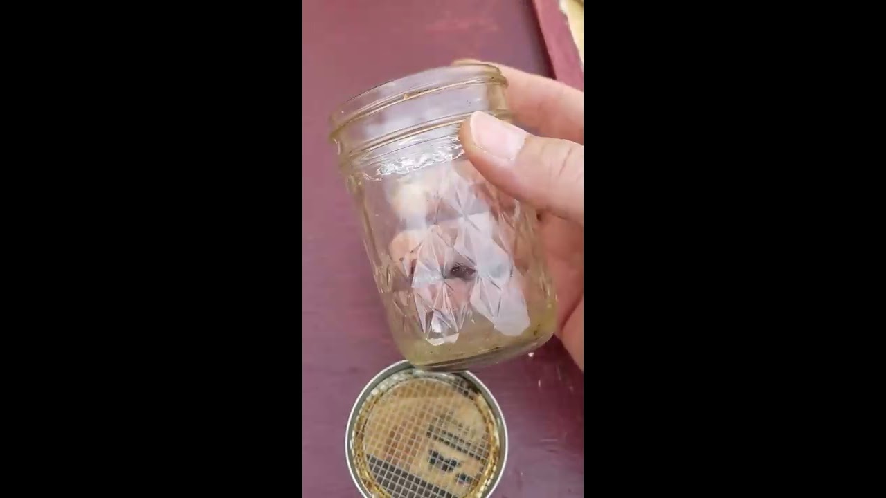 Mason jelly jar external small hive beetle trap. - YouTube