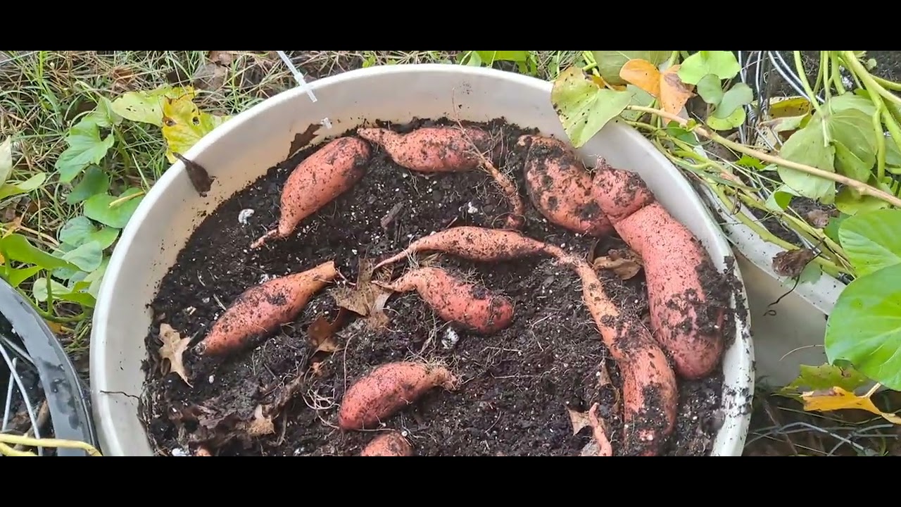 Digging sweet potatoes and setting out cabbage. - YouTube