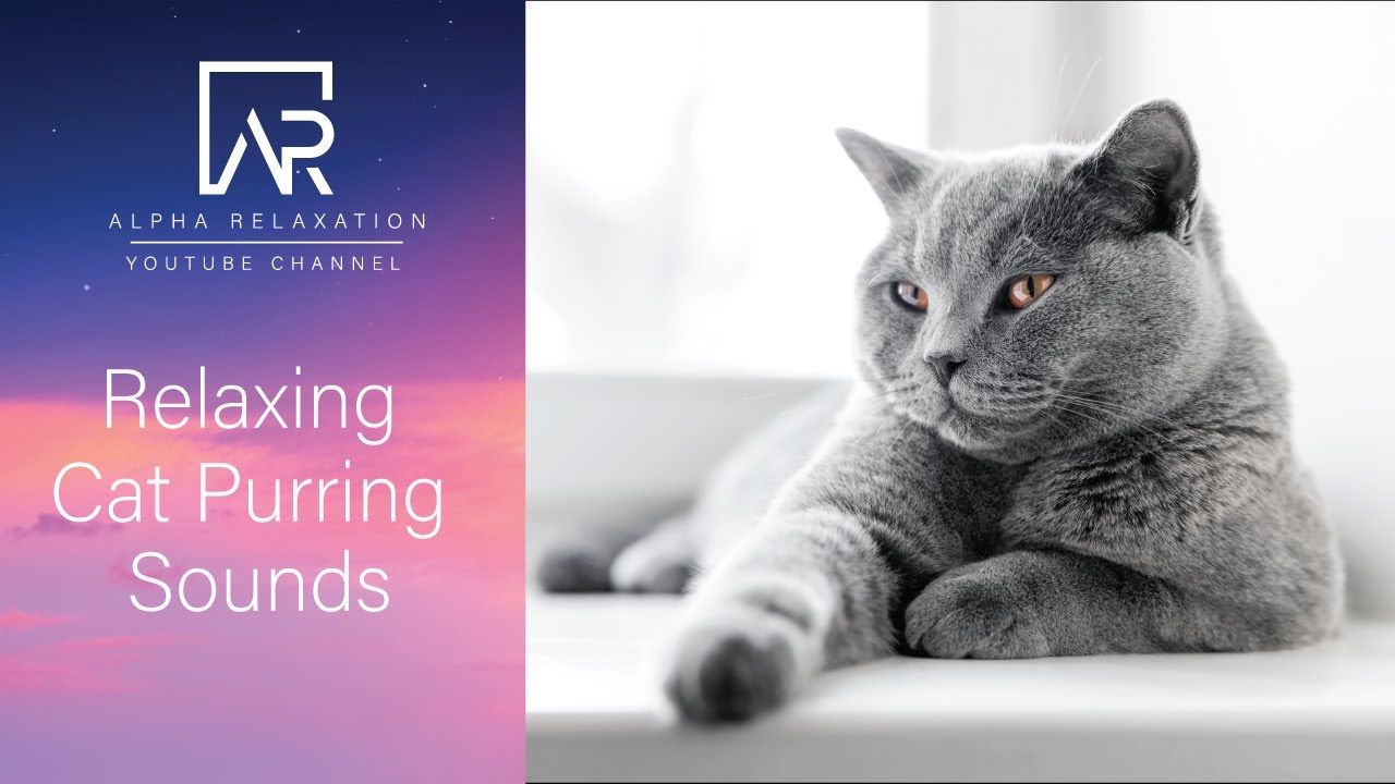 Cat Purring Sounds for Sleep - YouTube