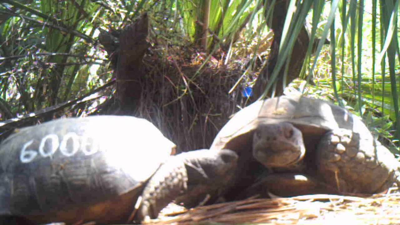 Zoo Miami Gopher Tortoise Video - YouTube