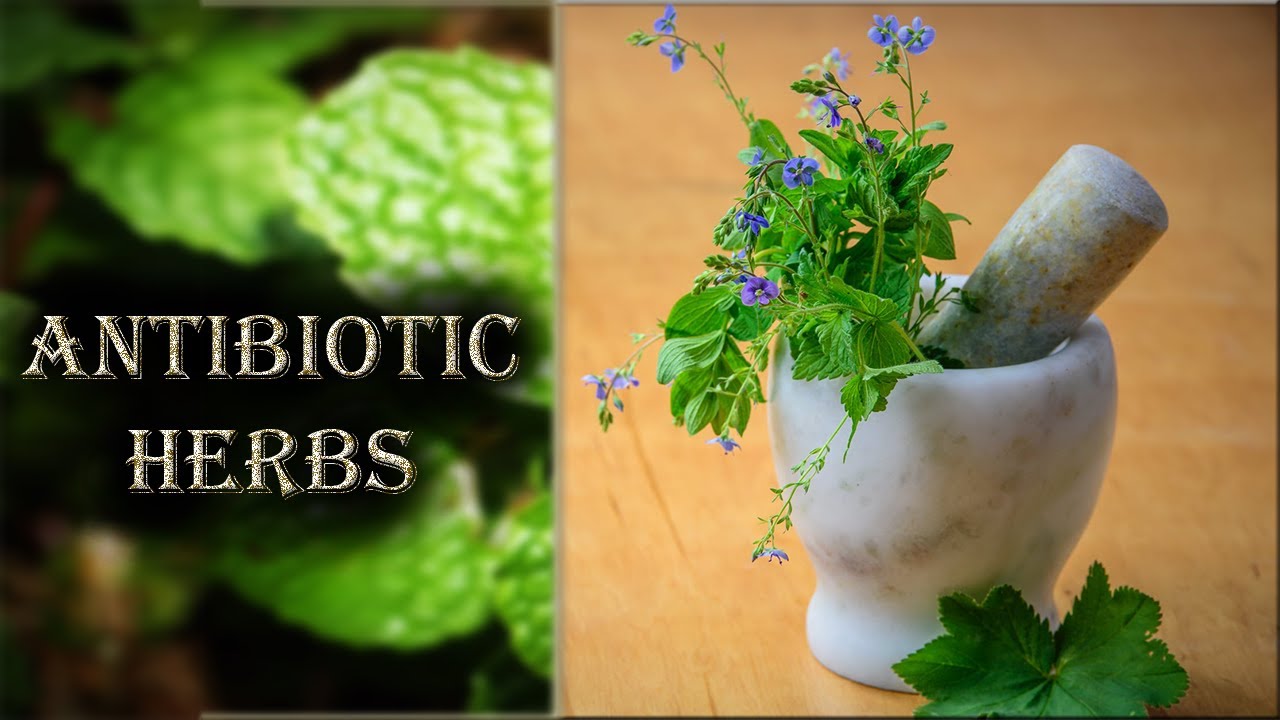natural herbal antibiotics 4 most powerful natural antibiotics know to ...