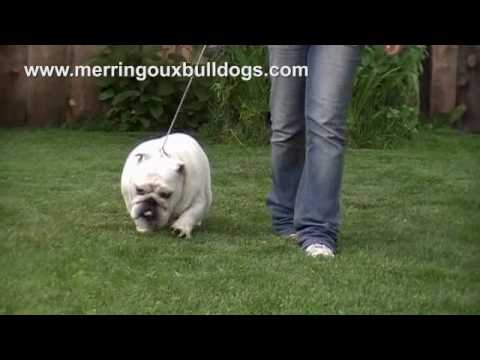 CH. Valleybull Silver Sailor at Merriveen - YouTube