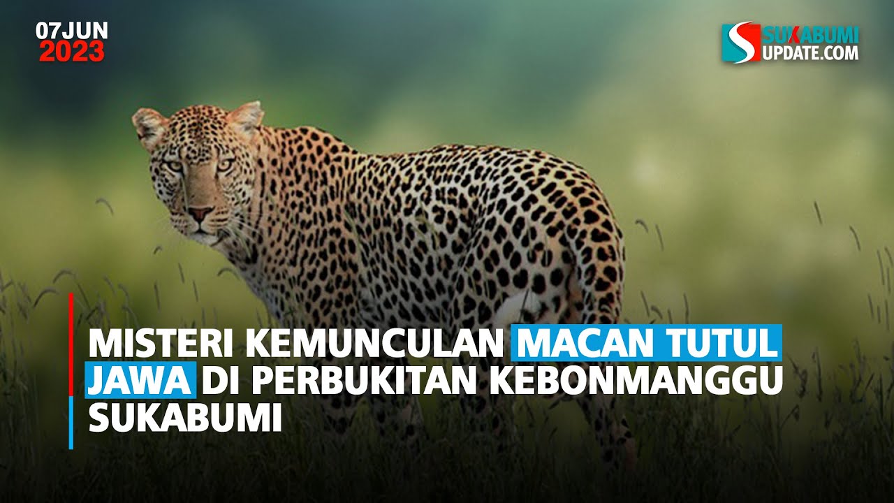 Misteri Kemunculan Macan Tutul Jawa di Perbukitan Kebonmanggu Sukabumi ...