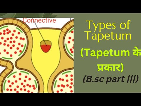 Types of Tapetum|Tapetum के प्रकार|B.sc part 3|Botany - YouTube