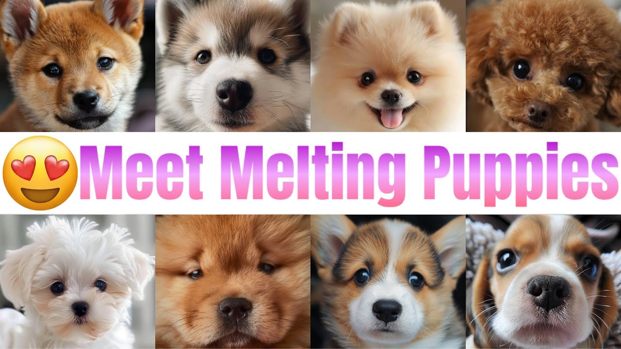 😍The Cutest Dog Breeds Puppy Show! Adorable Dogs - YouTube
