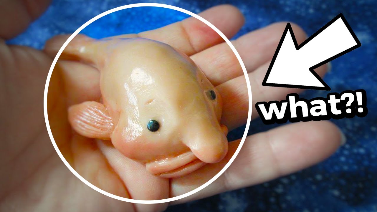 Cute Baby Blobfish