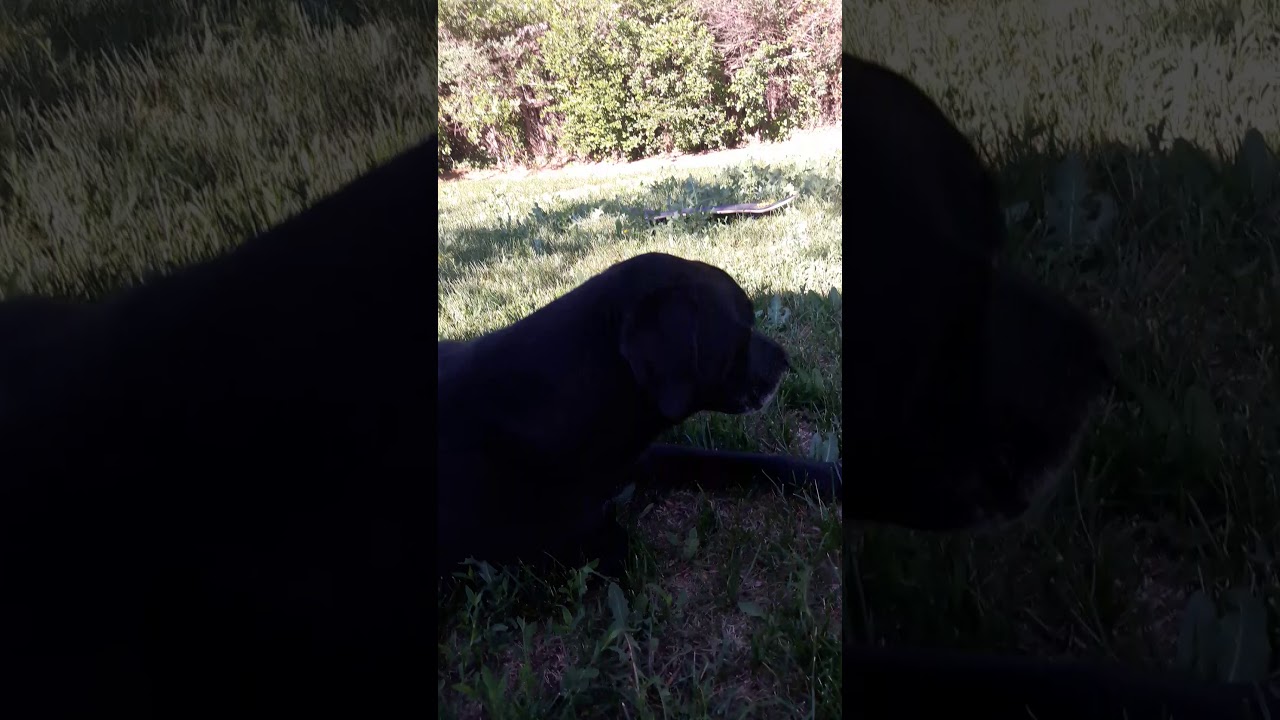 Two howls for Dorian - YouTube