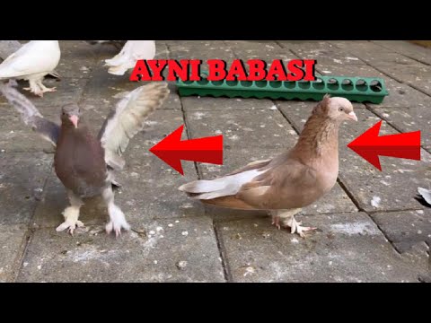 Cio Yavrusu Bahçeye İndi ! ( Sepetler İlk Yumurta Yaptı ! )