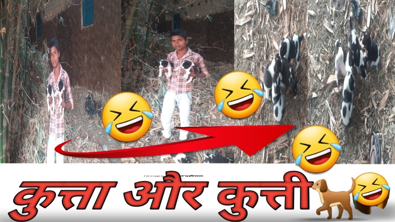 Kutta Aur Kutti 🤣🐕 || #jayramchannelvlogs - YouTube