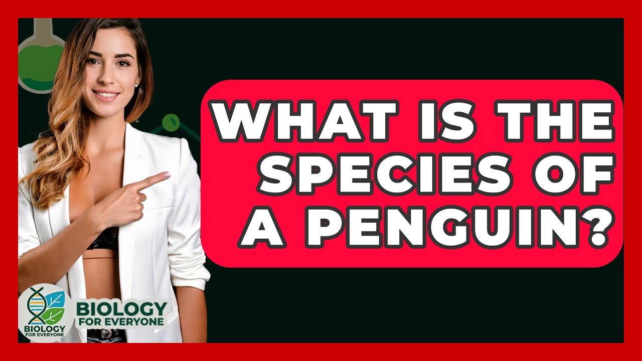 What Is The Species Of A Penguin? - Biology For Everyone - YouTube