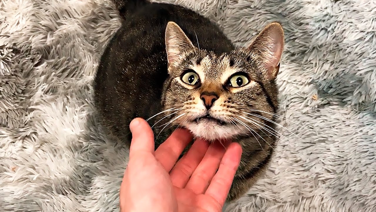 The look of a maniac! Will It Be Mrrrr or Not, Javelin? | Funny Cat ...