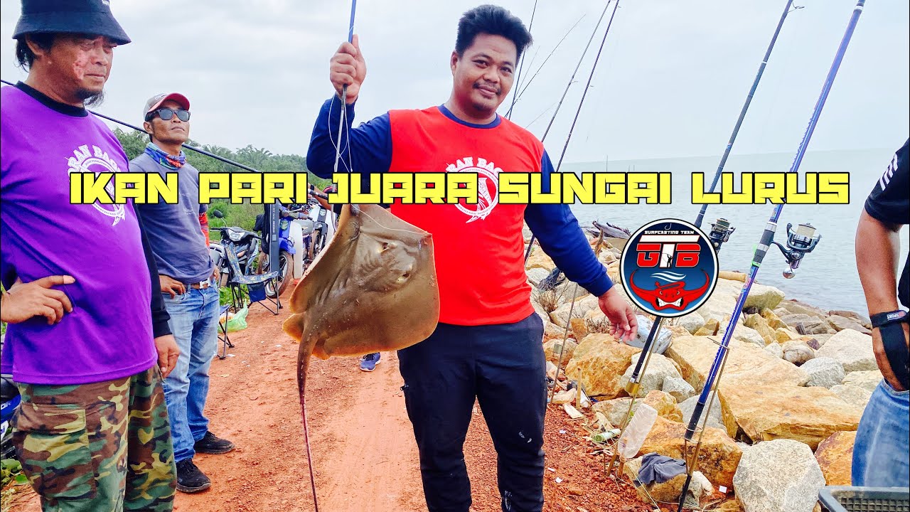 Ikan pari juara di sungai Lurus - YouTube