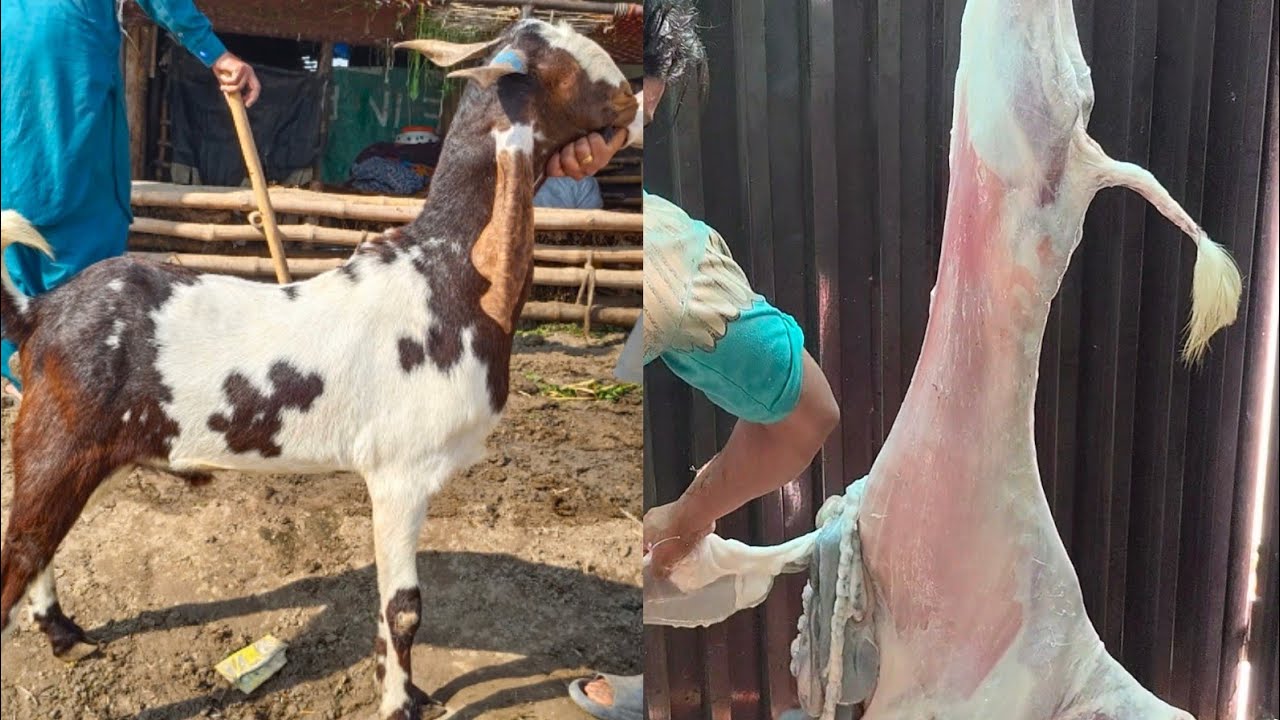 46 kg khasi. Bakra. 60000 ka # goat skin remove skill # amazing goat ...