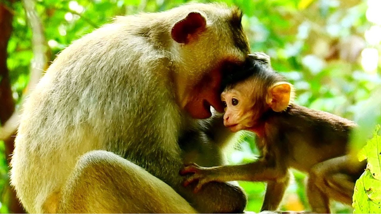 Sweet family baby Kenzo with Young mom Katrina good tack care to ...
