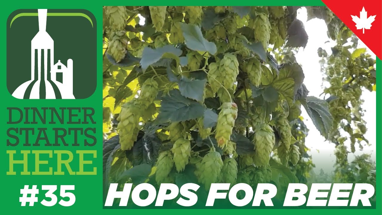 Growing Hops for Beer - Farm 35 - Dinner Starts Here - YouTube