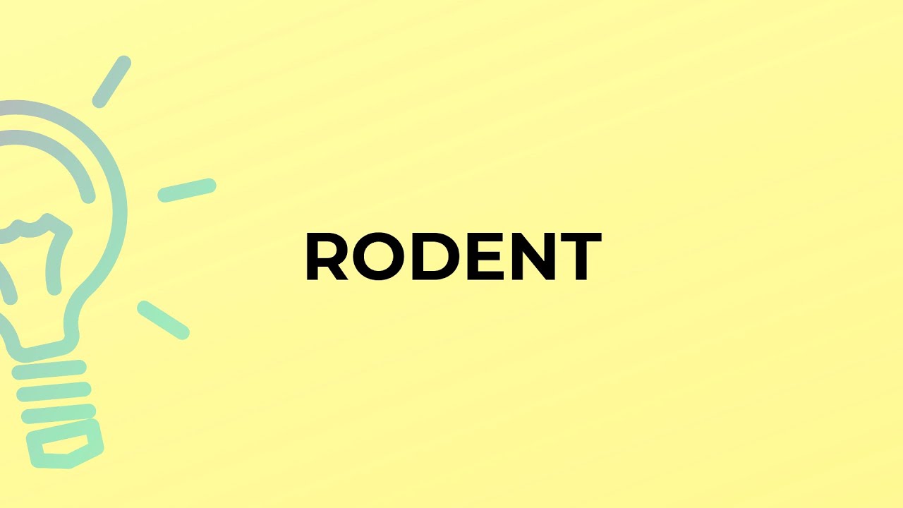 What is the meaning of the word RODENT? - YouTube