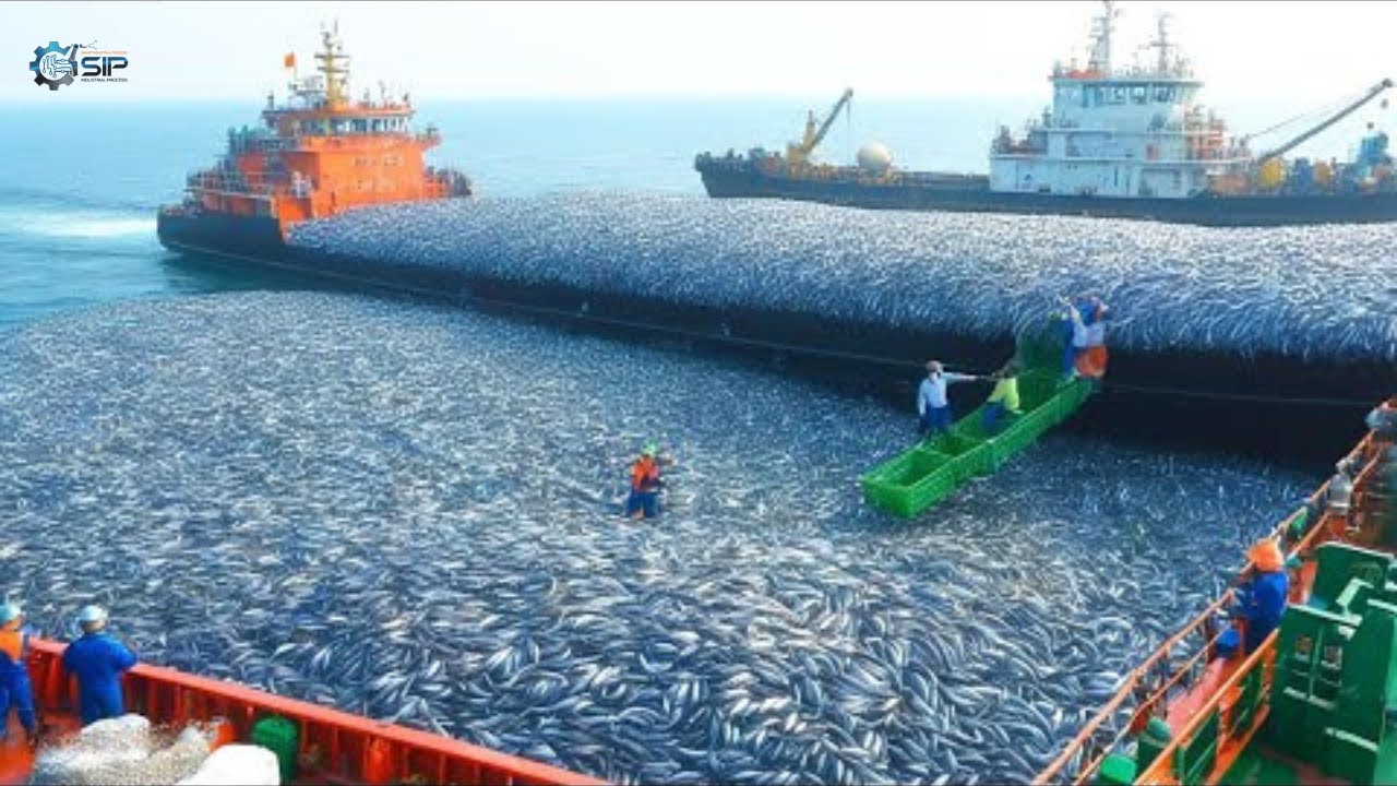 Shocking Fishing Power: Europe's Trawl Nets Haul 100 Tons of Fish in ...