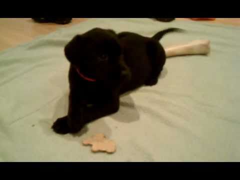 Black Labrador Retriever Puppy 48 Days Old Playing With Gingerbread ...