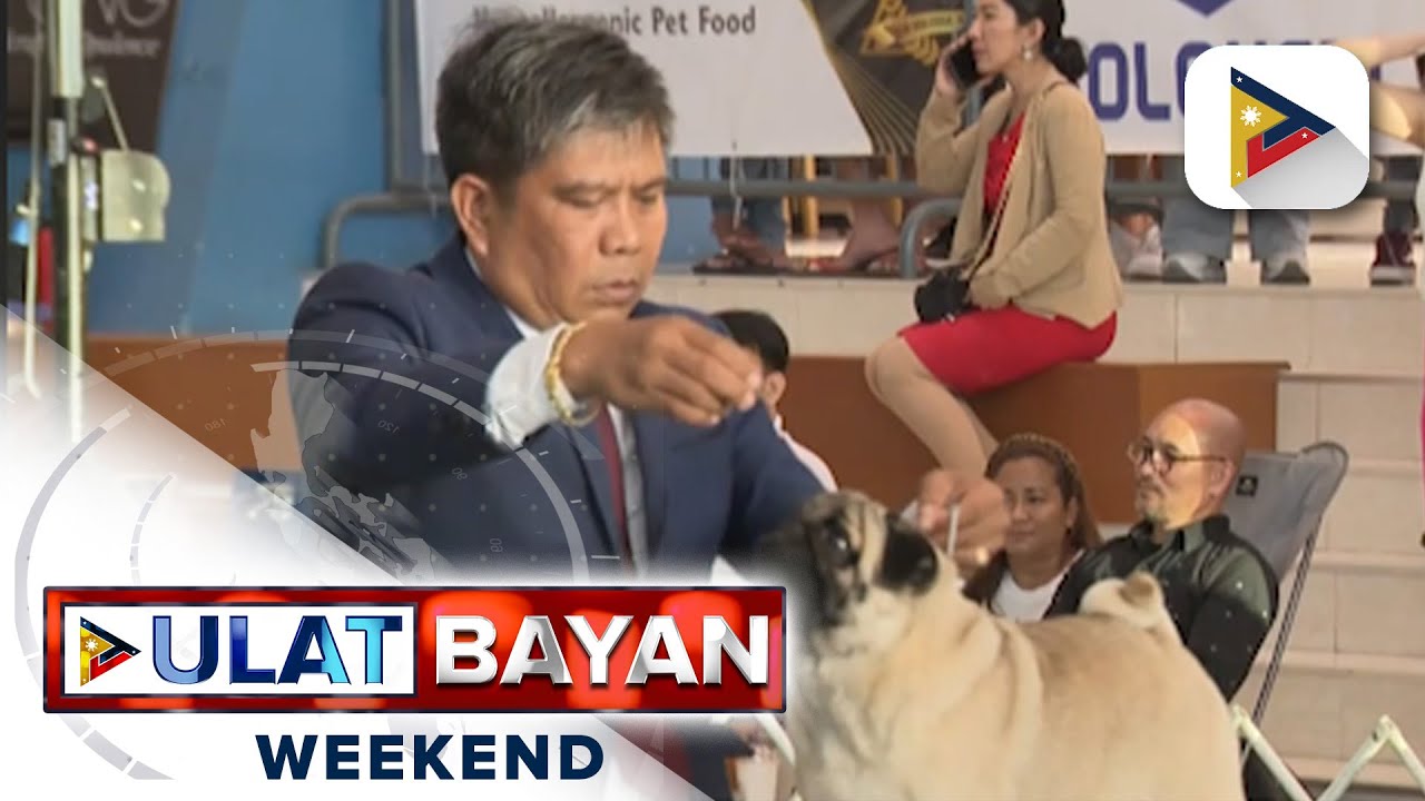 Mahigit 1,000 aso, sumali sa bulldog show sa Pasay - YouTube