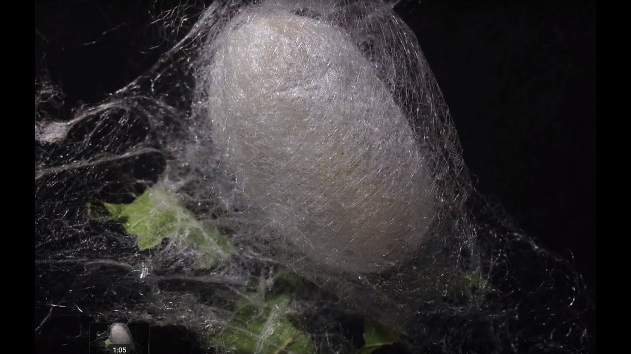 Bombyx mori - Building a cocoon - YouTube