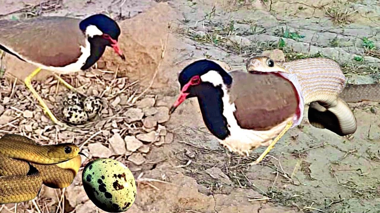 Giant Snake Eats Surprisingly FAST - YouTube