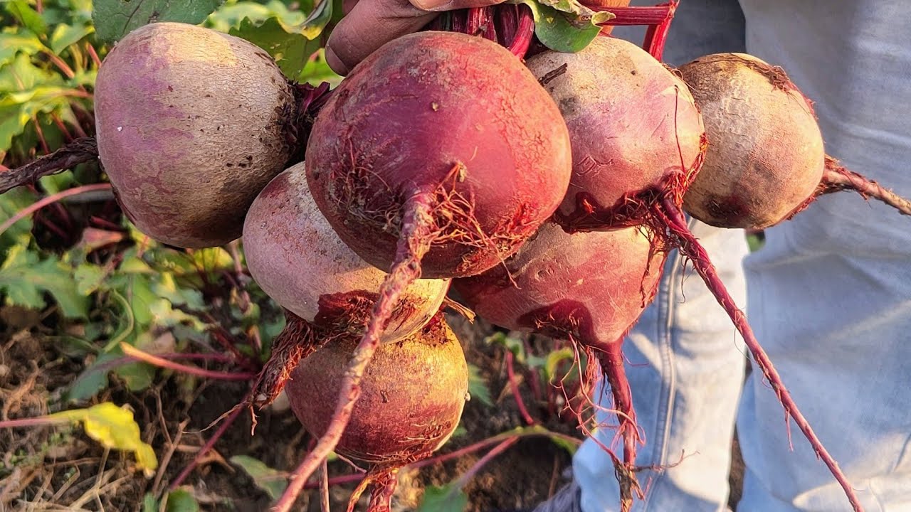 Hybrid Beetroot WS 80, Belagavi Karnataka June 2025 - YouTube