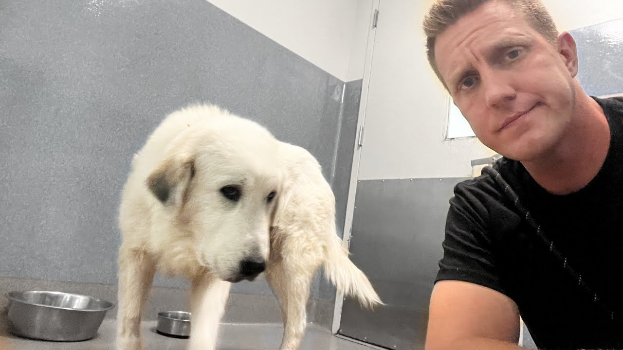 Great Pyrenees in such bad shape animal control had to step in 🥺 (🔴 ...