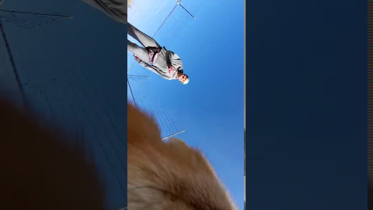 Dixiedo fox runs away with my phone. Tries to bury it - YouTube