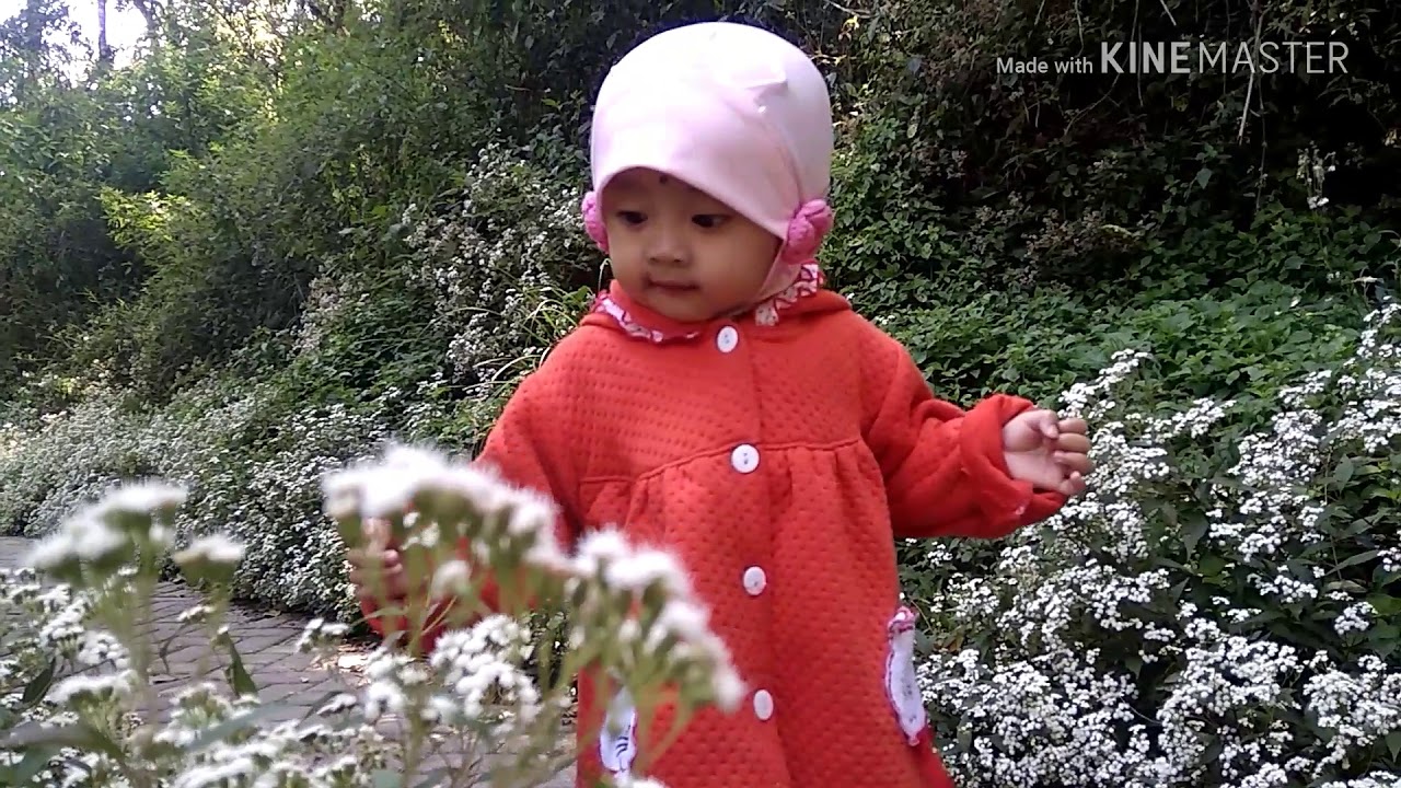 Kebun bunga samping rumah - YouTube