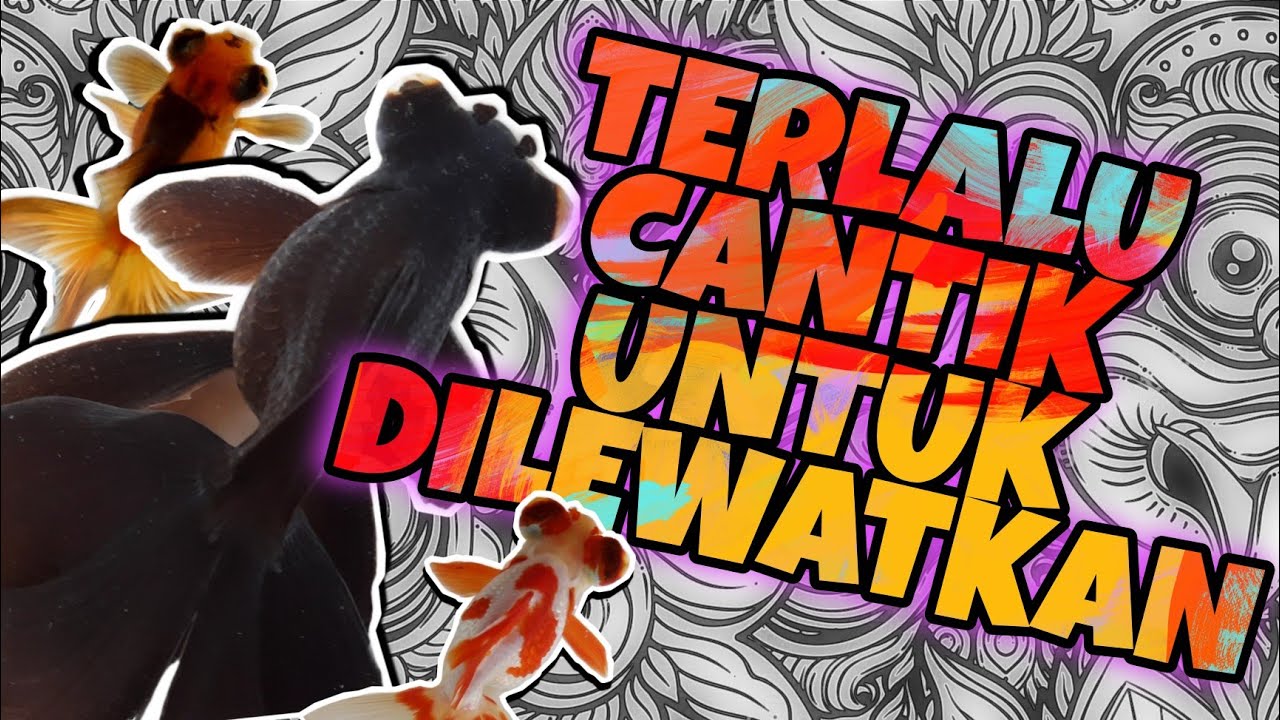 Cantiknya Ikan Mas KOKI BALI || Koleksi Ikan Mas KOKI BALI Dari ...